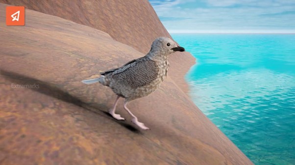 young seagull question answer